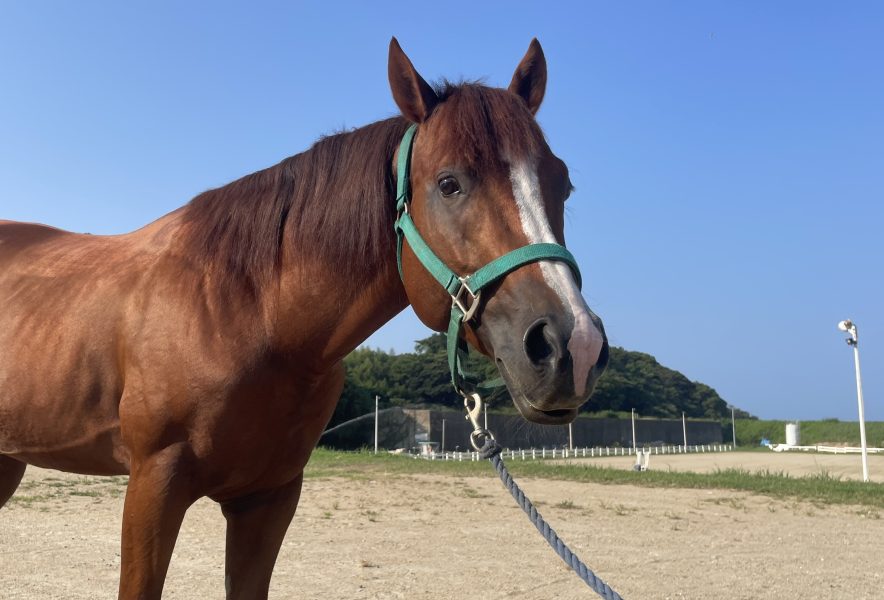 Colonel Tag (コロネル) | カナディアンキャンプ 馬の紹介